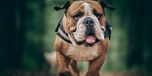 Anglický buldok (SLOVNÍK) | Alza.cz