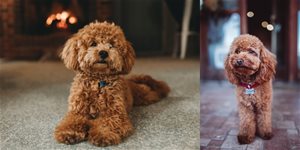 Pudl (SLOVNÍK) | Alza.cz