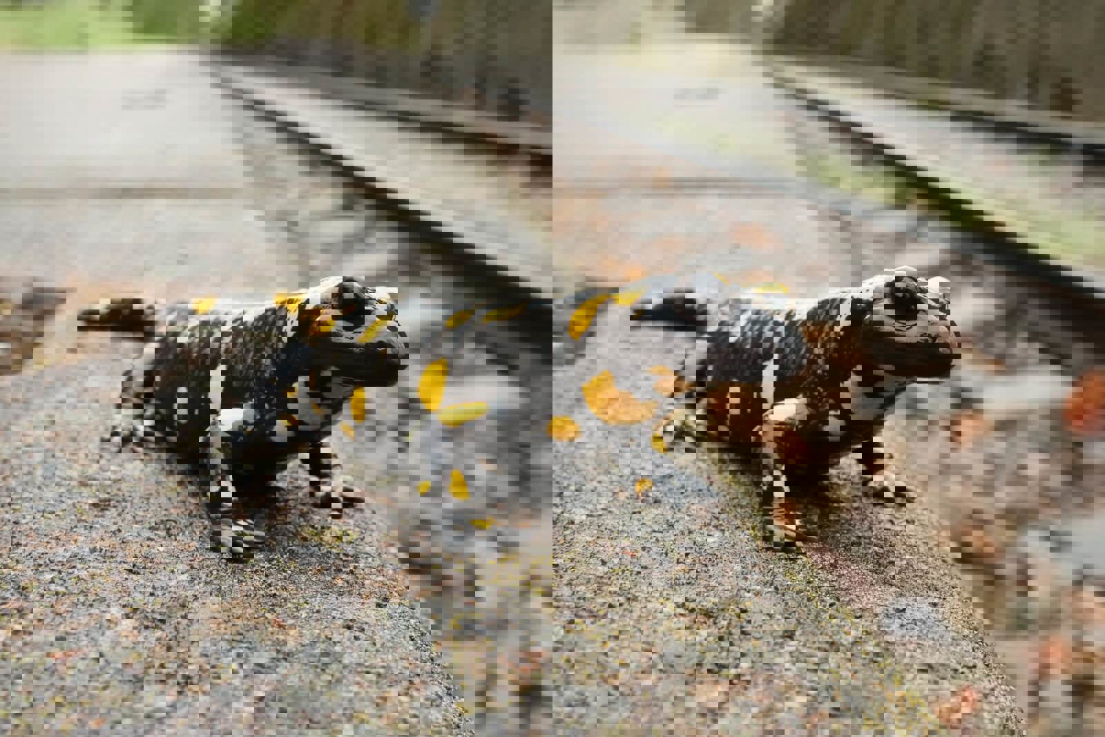 Canon PowerShot V1 (RECENZE): kompaktní fotoaparát pro tvůrce na ...