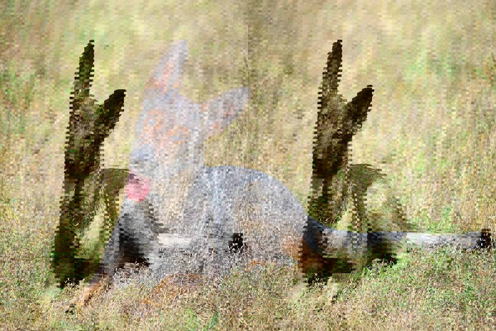 Canon RF 75-300 mm f/4-5,6 (RECENZE) | Alza.cz