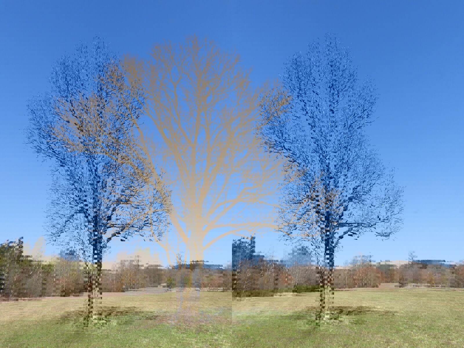 Nikon Coolpix P1100 (TEST): Die letzte Kompaktkamera von Nikon | Alza.at