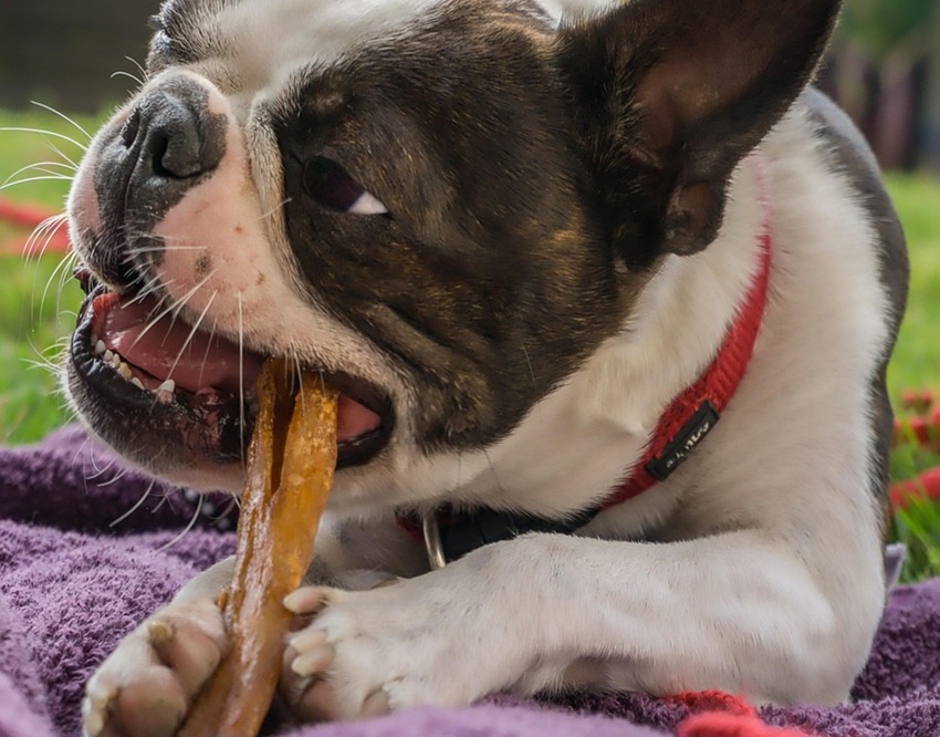 Zdravý chrup je důležitý nejen pro lidi, ale i pro psy | Alza.cz