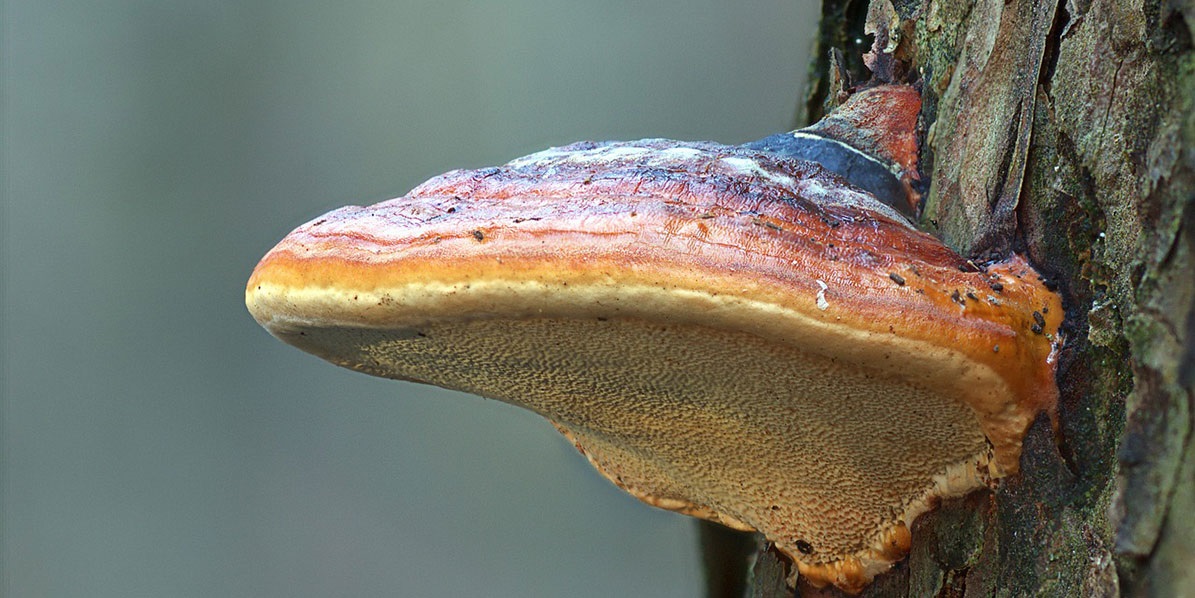 Reishi alebo lesklokôrovka lesklá: kde táto huba rastie a čo obsahuje ...