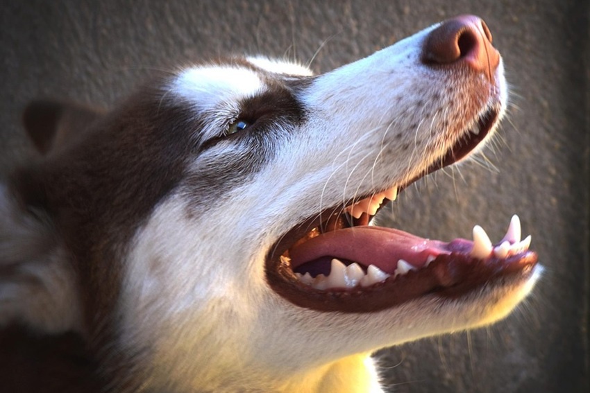 Zdravý chrup je důležitý nejen pro lidi, ale i pro psy | Alza.cz
