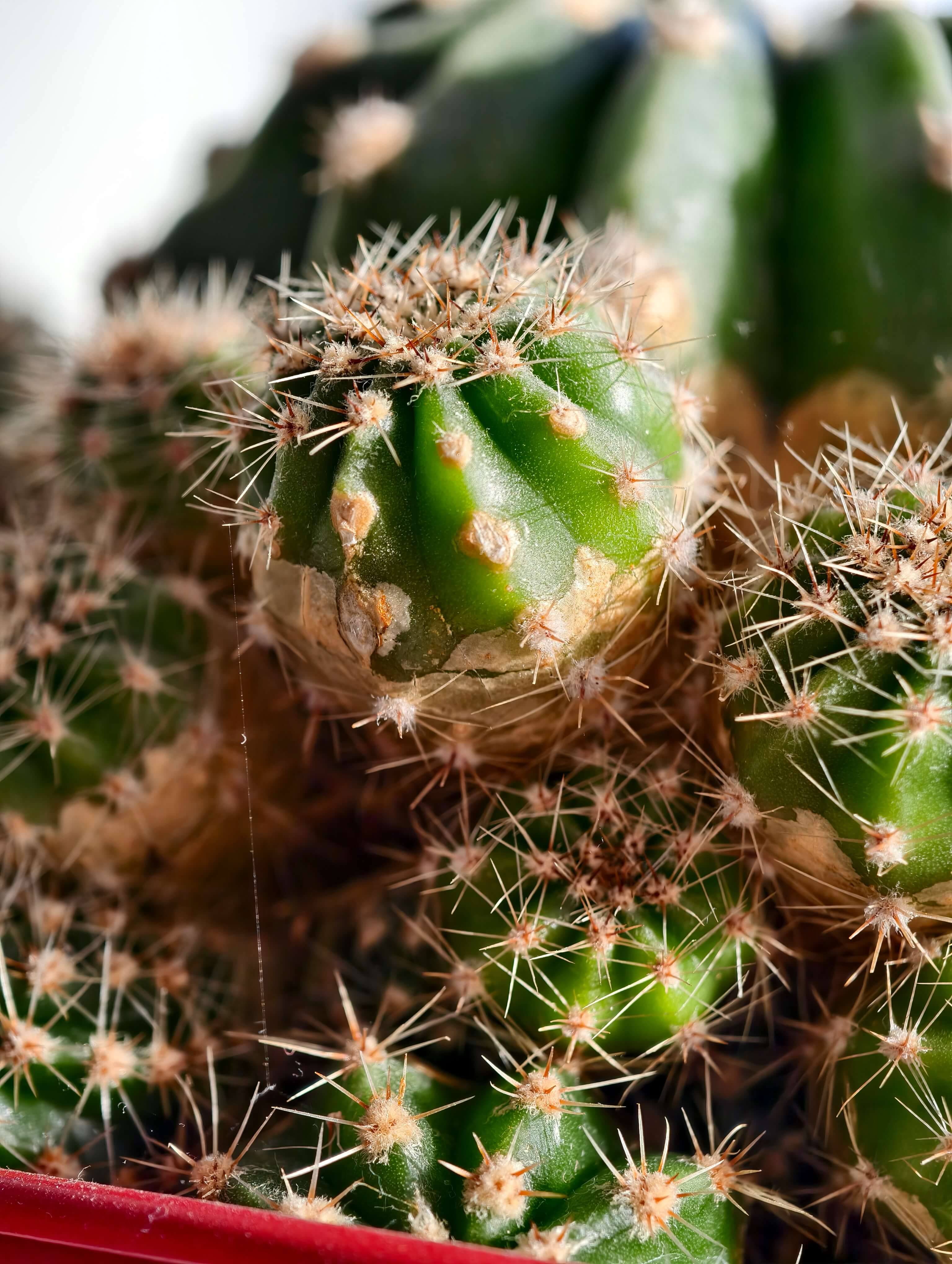 Vivo X200 Pro (RECENZE): Top telefon s nádherným displejem a téměř ...